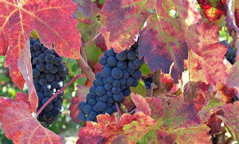 Vinho Grenache Garnacha