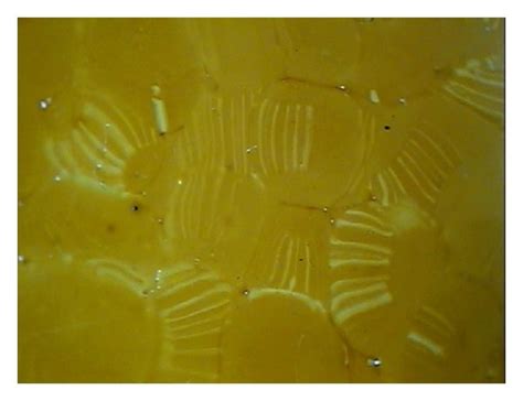 Phase Separation Phenomenon Of The Abs Resin After The Thermal Aging At Download Scientific