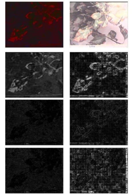 Leaves Absolute Mode Rgb Splitting And Edge Detection Figure 8 Shows Download Scientific