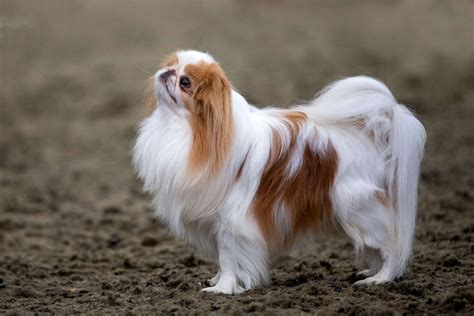 Japanese Chin Furlyfe
