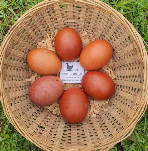 Copper Marans Fertile Egg Each Pip And Grow Copper Marans Fertile Egg Each Pip And Grow