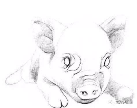 「素描系列」一步一步學畫小豬 每日頭條