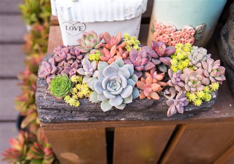 Rectangular Container Gardening Tips Container Gardening Tips And