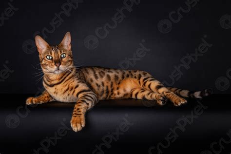 Black And Brown Bengal Cat