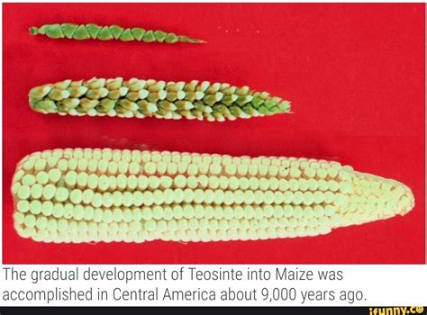 Teosinte Memes Best Collection Of Funny Teosinte Pictures On Ifunny