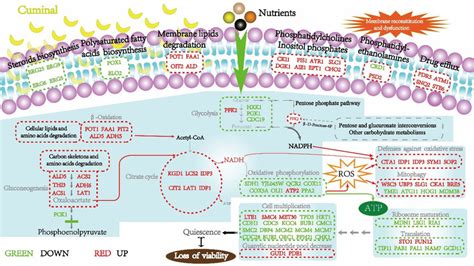 Proposed Mode Of Action Of Cuminal Against T Roseum Red Color In The