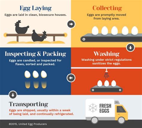 Cleaning Of Eggs And Its Effects Food Safety Works