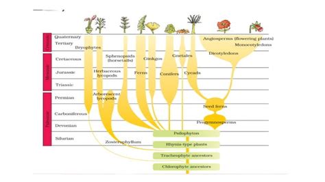 Evolution Class 12pdf For Class 12 Biology Pdf Reptiles Pets