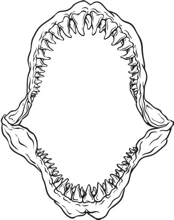 View And Download Hd Drawing Shark Jaws Great White Shark Jaw Drawing