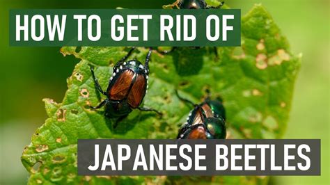 How Do You Get Rid Of Asian Beetles Detroit Chinatown