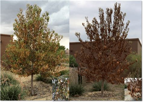 Texas Root Rot Alchetron The Free Social Encyclopedia