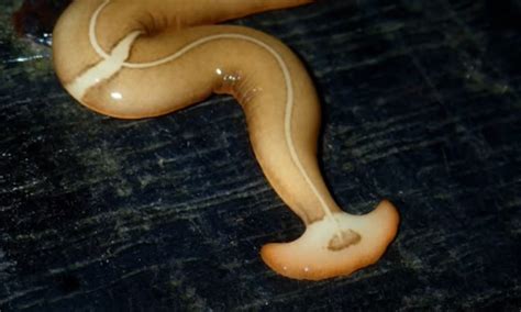 Invasion Alert The Threat Of Hammerhead Worms In The Us Royal Examiner