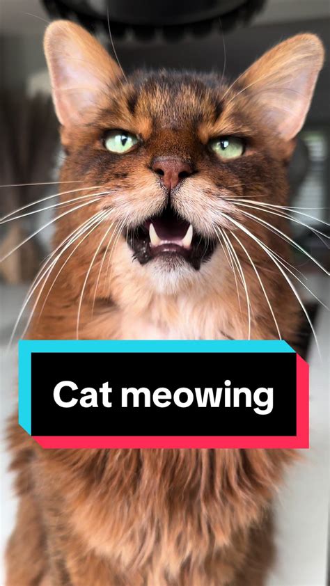 Stunning Somali Cats The Badass Cat Trend Of 2024 Tiktok