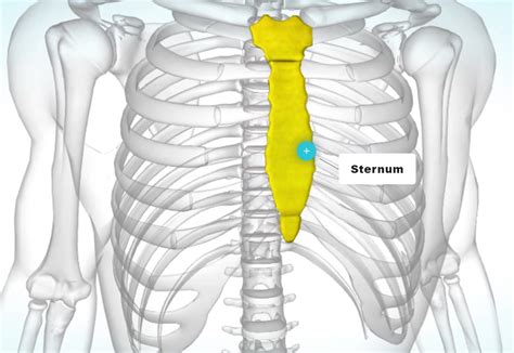 Sternum Manubrium Xiphoid Process Muscle Bone Anatomy 52 Off