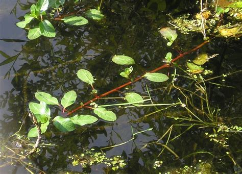 Floating Primrose Willow Wny Prism