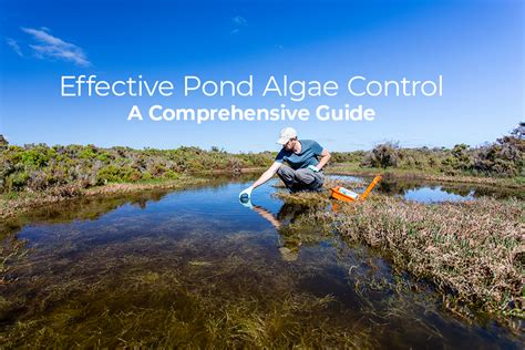 Effective Pond Algae Control A Comprehensive Guide The Weeders Digest