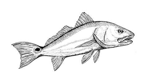 Red Drum North Carolina Marine And Estuary Foundation
