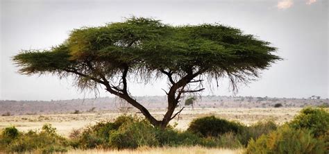 The Fascinating World Of Acacia Trees Diversity Cultural Significance And Medicinal Uses