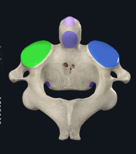 Axis Flashcards Quizlet