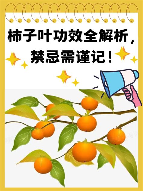 柿子叶功效全解析，禁忌需谨记！妙手医生