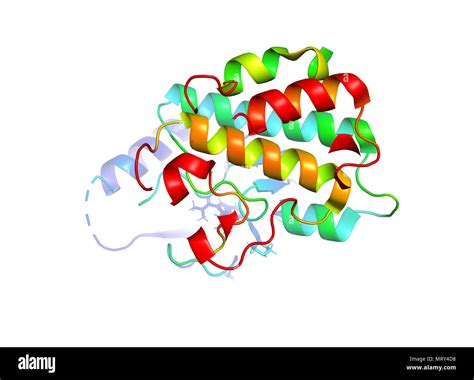The Crystal Structure Of The Tumor Marker Protein The 3d Model Of The