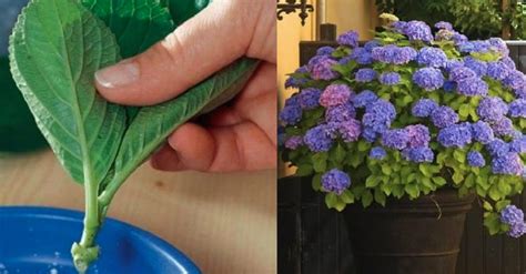 Cómo Cultivar Hortensias En La Maceta O El Jardín Con Consejos De