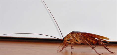 Cockroach Treatment In Lexington Sc Roach Treatment Econ O Bug