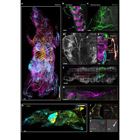 Dr Mohsen Ahmadi On Linkedin Whole Body Immunolabeling Optical Clearing And Imaging In Mice