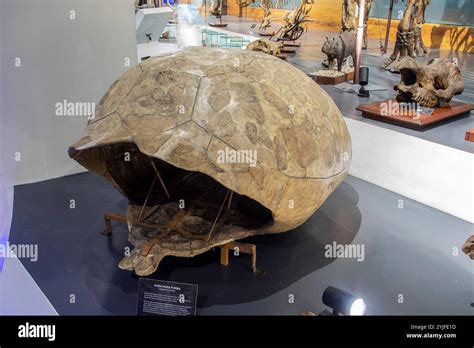 Bandung Indonesia 2nd Nov 2024 The Fossil Of Megalochelys Atlas In