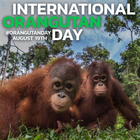 August 19 A Day For Orangutans A Day For Action The Csr Journal