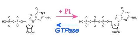 Molecules Gtp