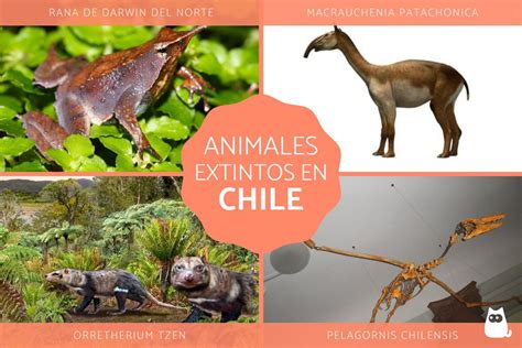 10 Animales Extintos En Chile Y Sus Motivos Con Fotos