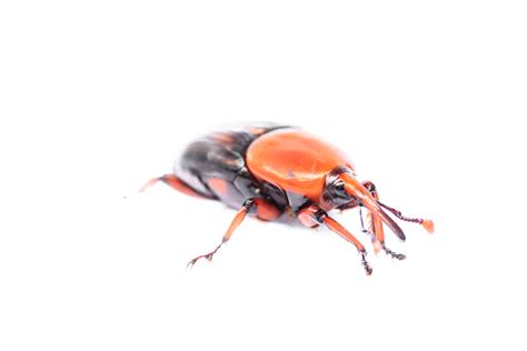 Red Stripes Palm Weevil Background Images Hd Pictures And Wallpaper
