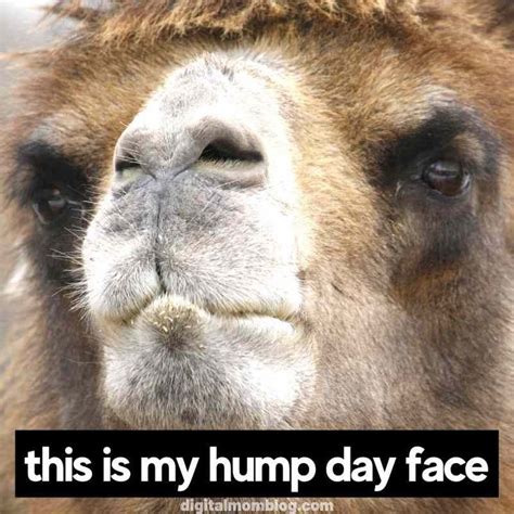 Camel Hump Memes