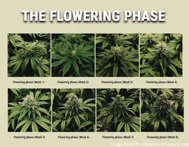Cannabis Grow Series Part 3 Flower And Harvest