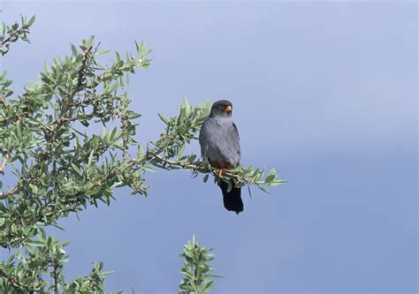 El Cajón Del Maestro Cernícalo Patirrojo