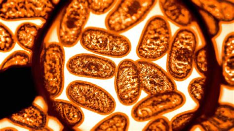 Mitochondrial Imaging Asa Andrew