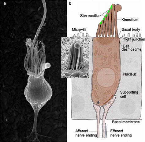 Hair Cell Morphology In Single Celled Organisms And The Vertebrate