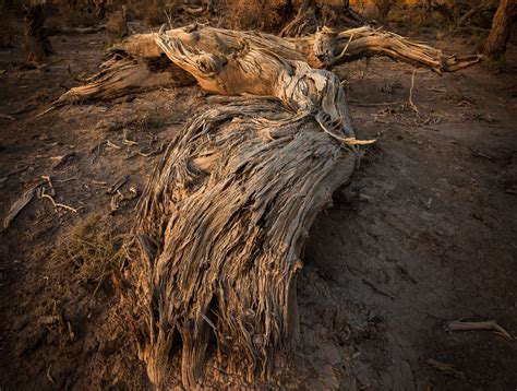 胡杨素材 胡杨模板 胡杨图片高速下载 设图网