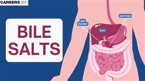 Bile Salts Overview Function Benefits Topics Function Benefits