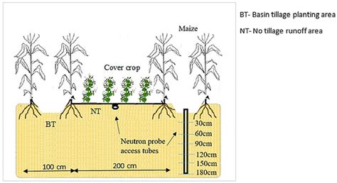 Illustration Of The Opportunity For Living Mulch Cover Crop Integration