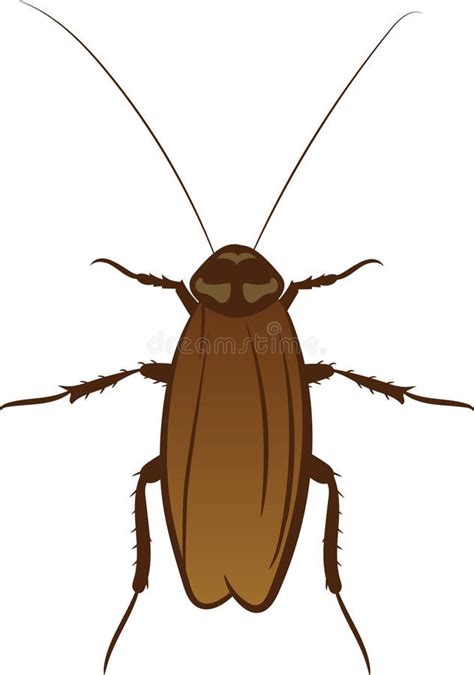 Cockroach Stock Vector Illustration Of Pesticide Unhygienic 255524571