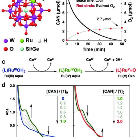 Classification Of Pom Sacs Together With An Illustration Of Download Scientific Diagram