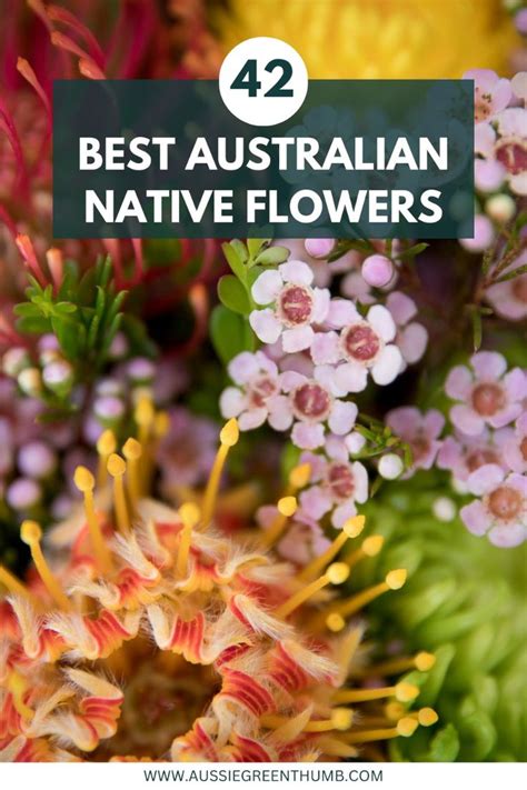 42 Best Australian Native Flowers Australian Native Flowers