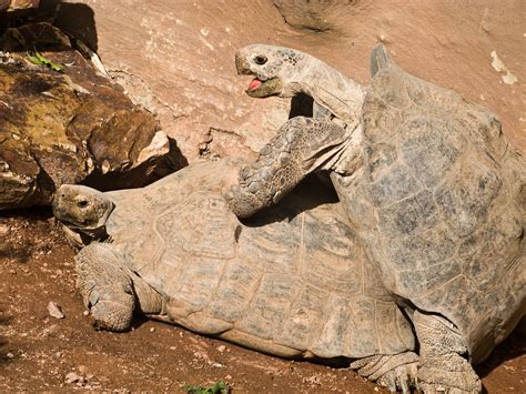 Xxx Hot Turtle On Turtle Action Eyton Z Flickr