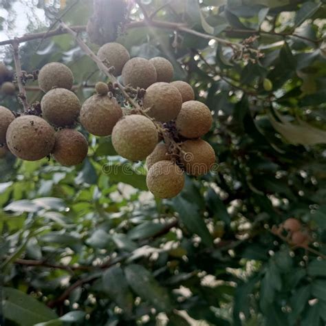 Longan Fruit Plants On Longan Tree Branches In The Yard Of The House Stock Image Image Of