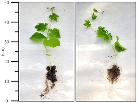 Figure 1 From Effects Of Pre Harvest Chitosan Application On Growth