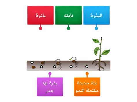 نمو النبات Diagramă Etichetată