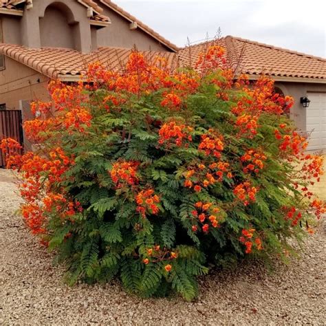 Caesalpinia Mexicana Tree