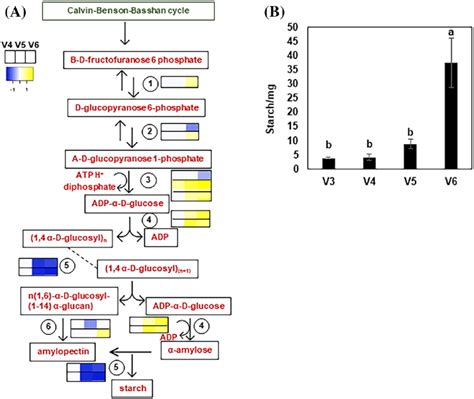 Starch Biosynthesis Is Increased With Leaf Development A The Starch